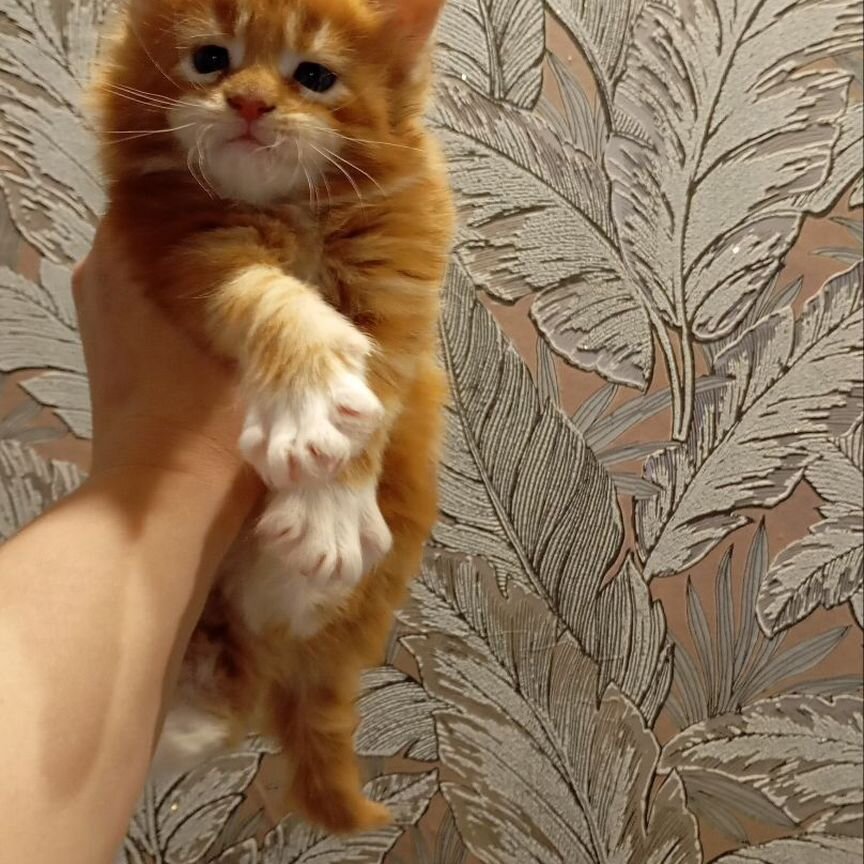 Котята мейн-кун