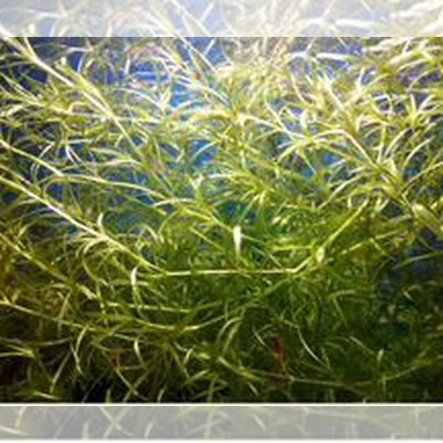 Растение для аквариума наяс