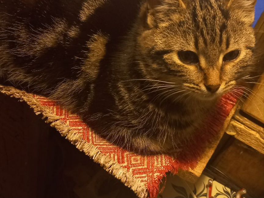 Кошки близняшки