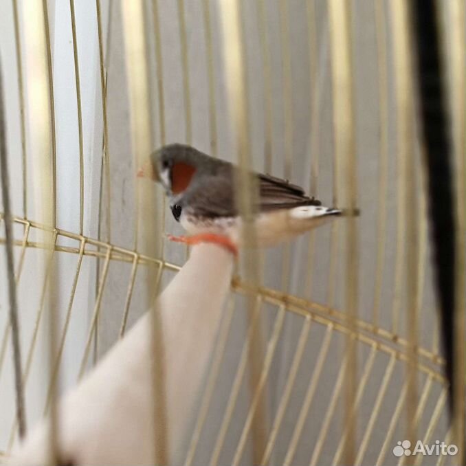 Японские амадин с клеткой