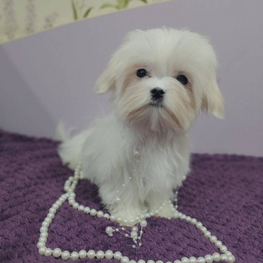 Девочка мини Корея