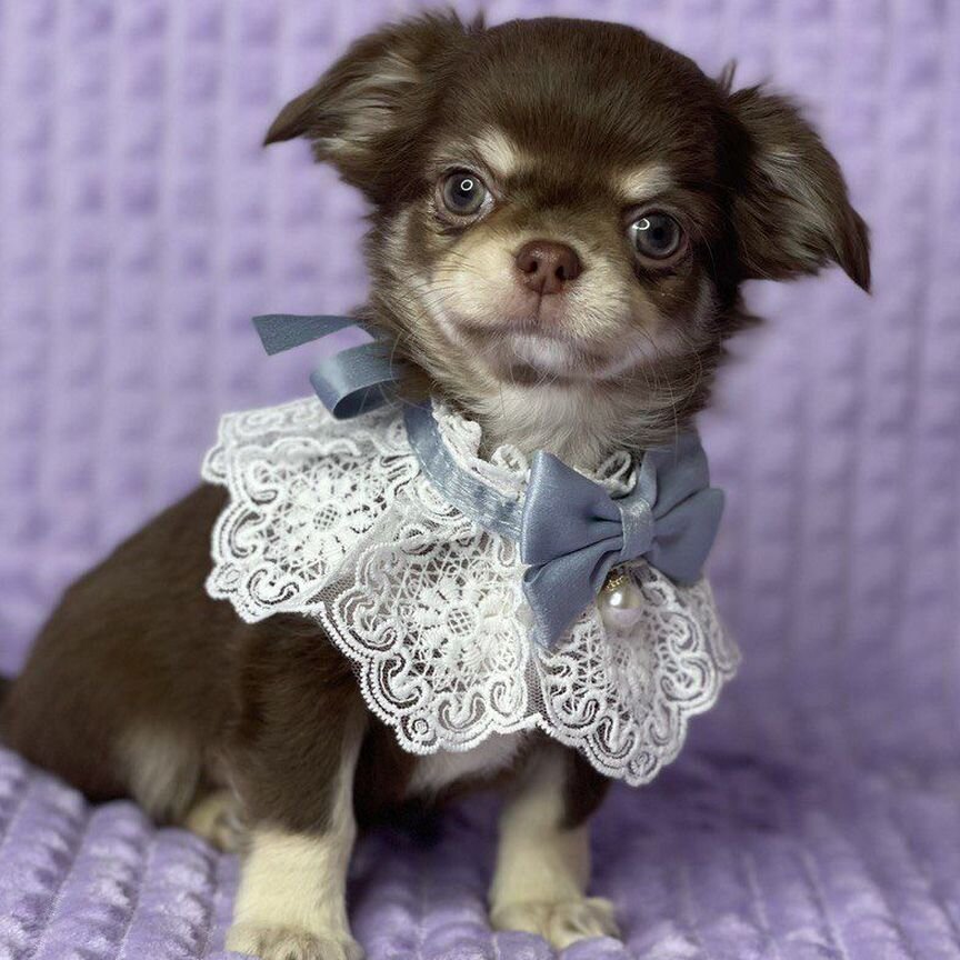 Чихуахуа, щенок