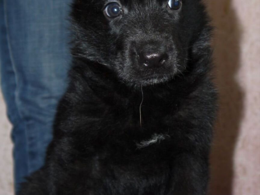 Овчарята щенки