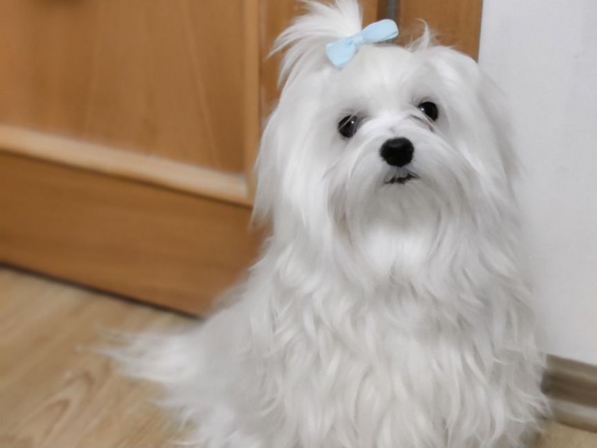 Мальтезе вязка