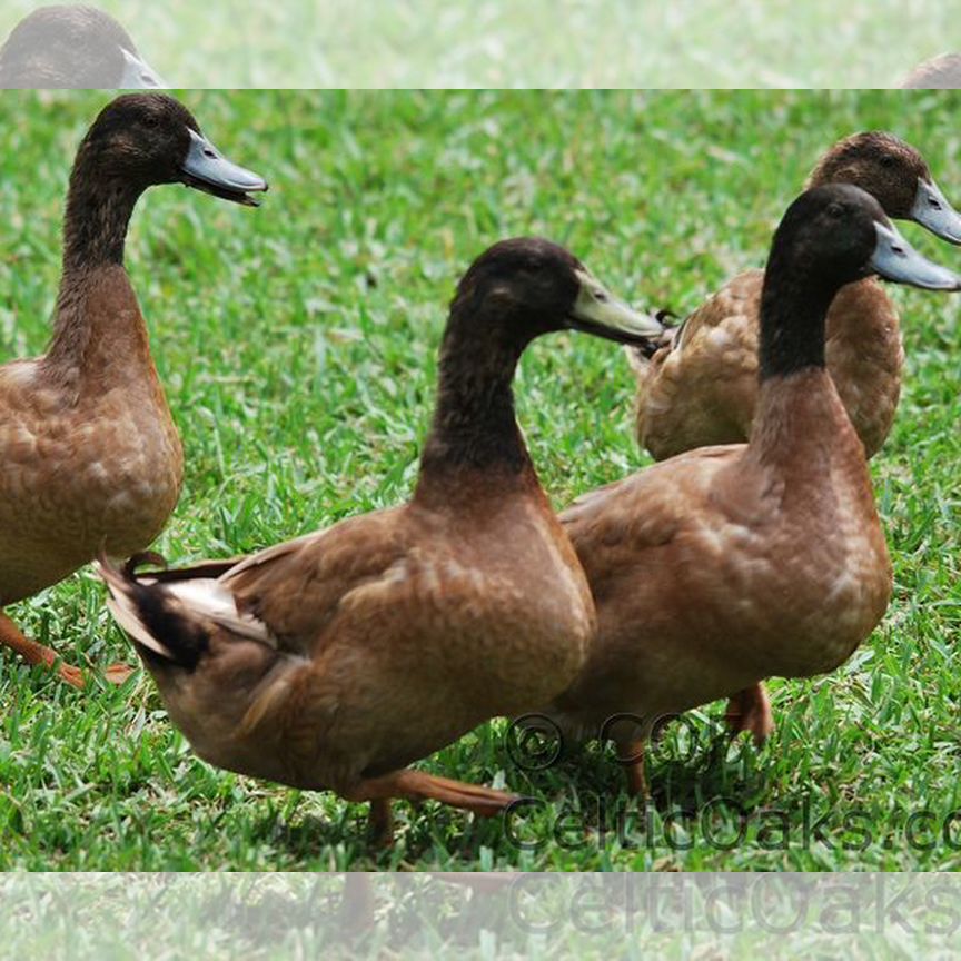 Инкубационное яйцо утки несушки хаки Кемпбелл