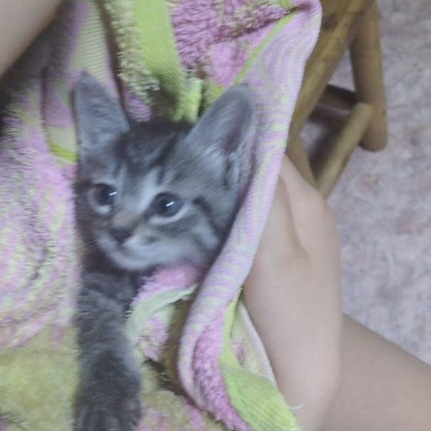 Котенок