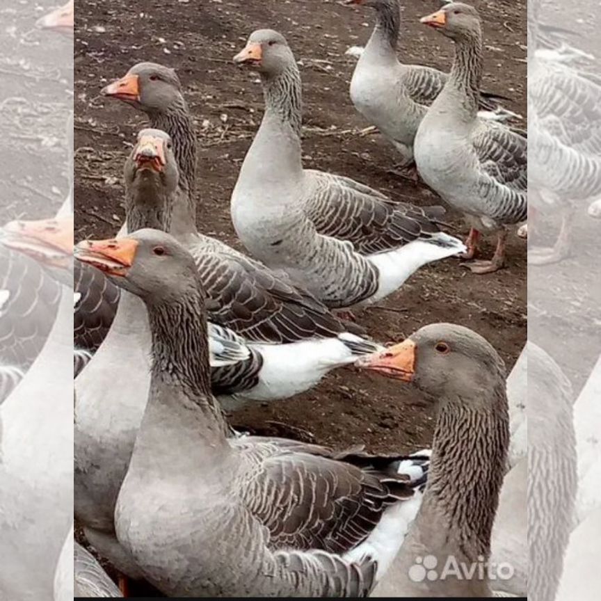 Продам гусей