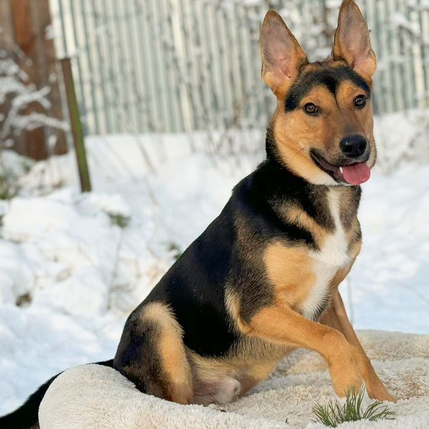 Щенок 8 мес в добрые руки