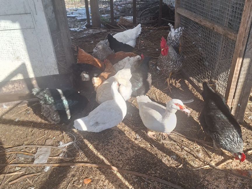 Куры петухи