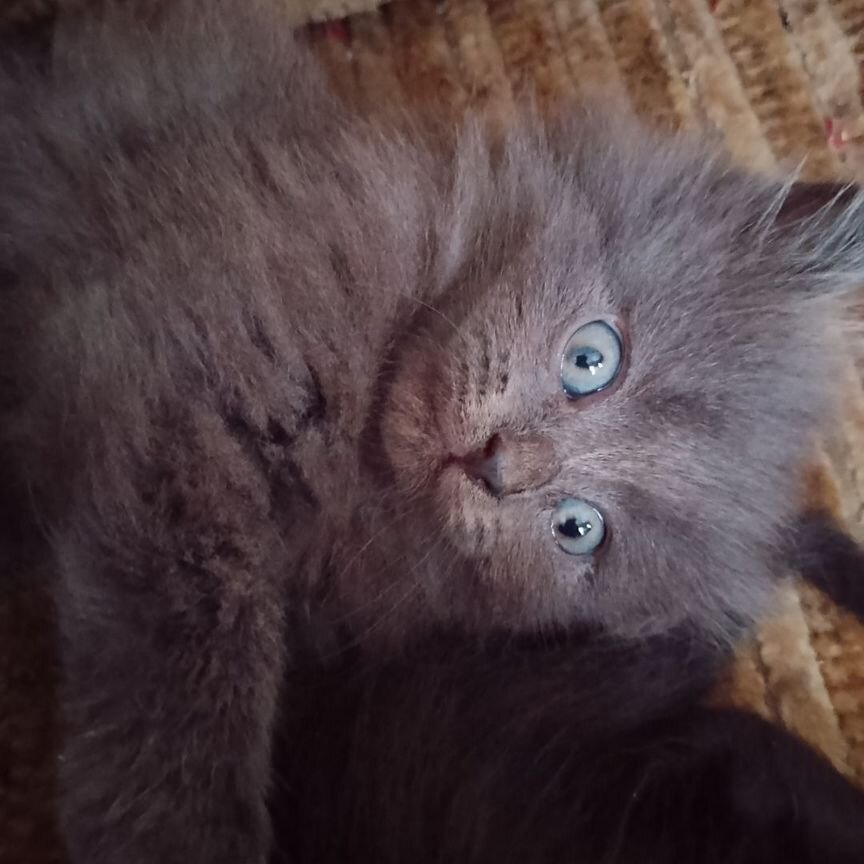 Отдам девочку в хорошие руки