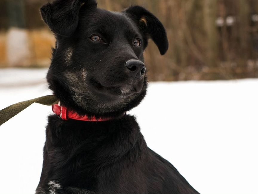 Черри ищет дом