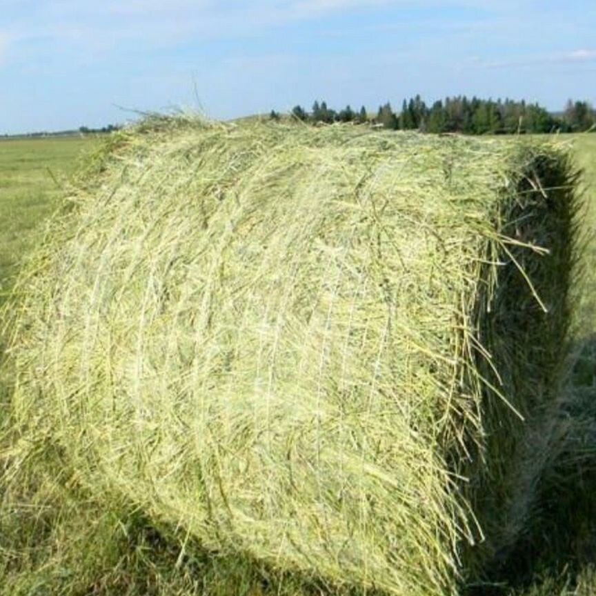 Продаётся сено, солома