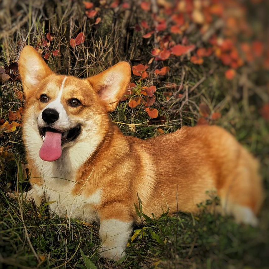 Вельш Корги Пемброк, щенок