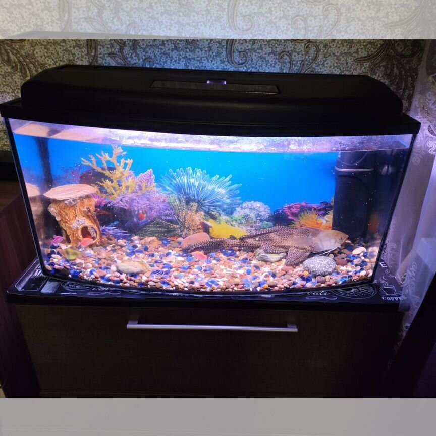 Аквариум с рыбками