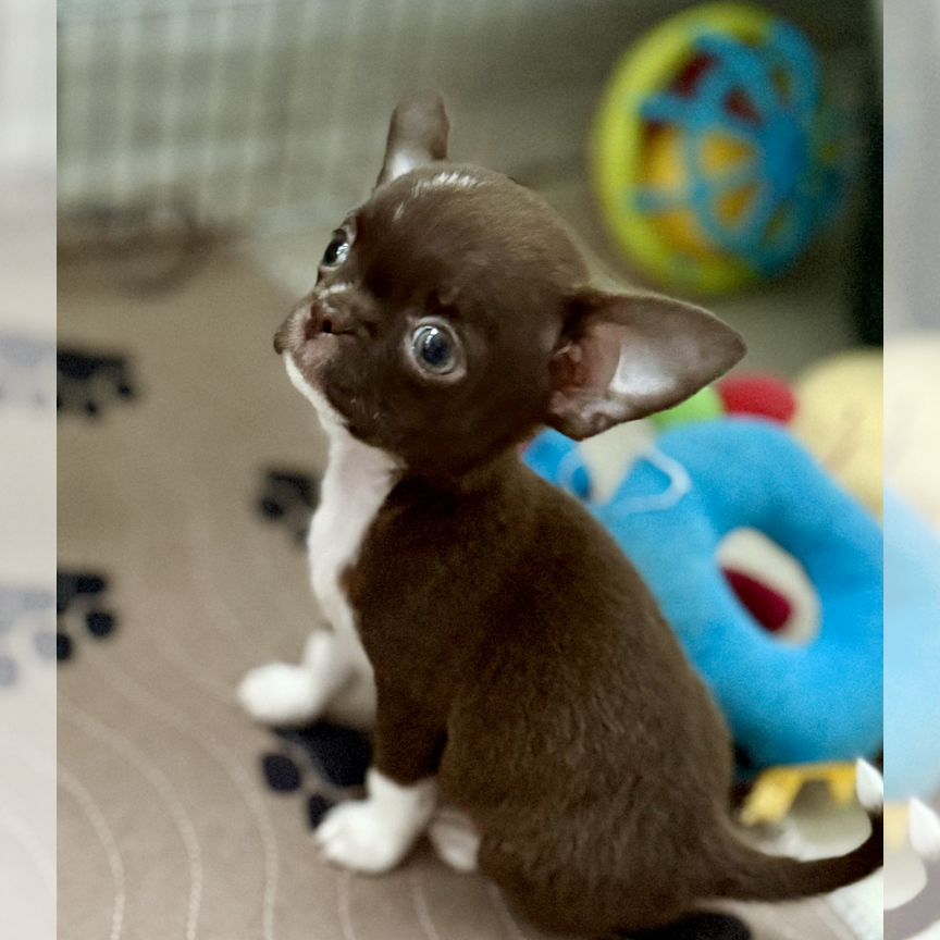 Чихуахуа, щенок