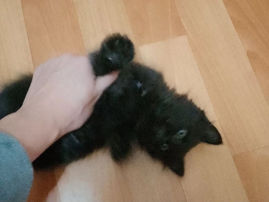 Маленькая малышка ищет дом