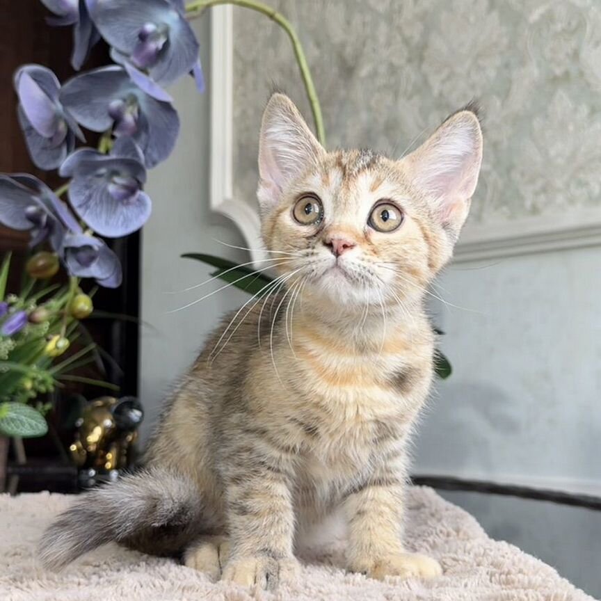 Девон-рекс котёнок