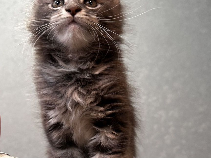 Котята мейн-кун