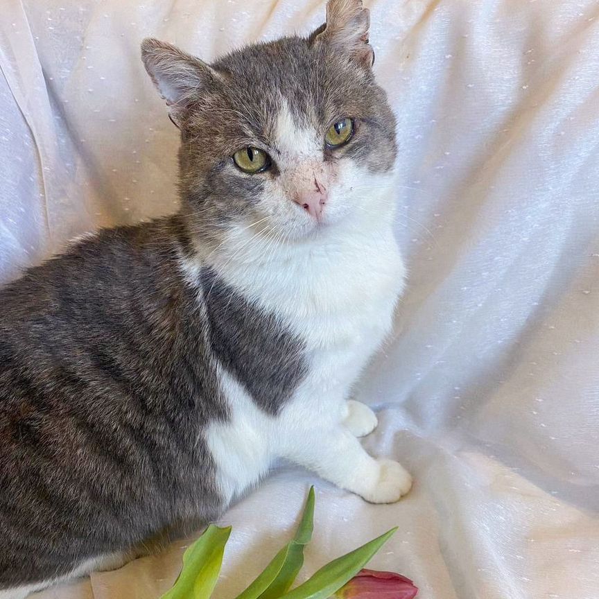 Котик Миша в добрые руки