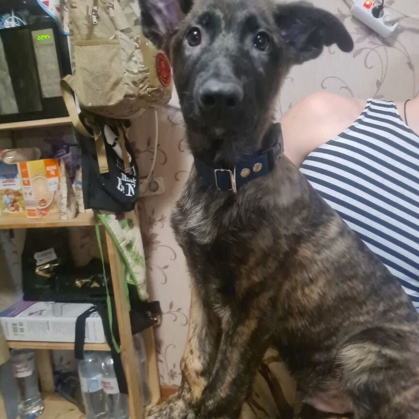 Голландская овчарка