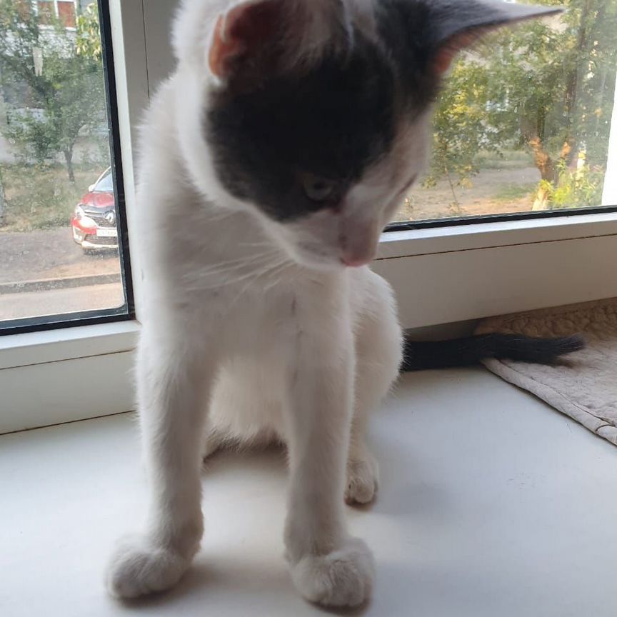 Котенок в добрые руки