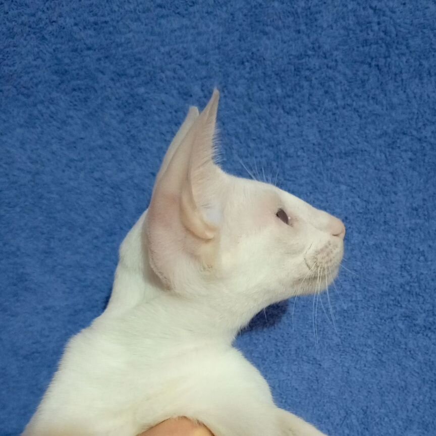 Белая раноглазая девочка ориентальная