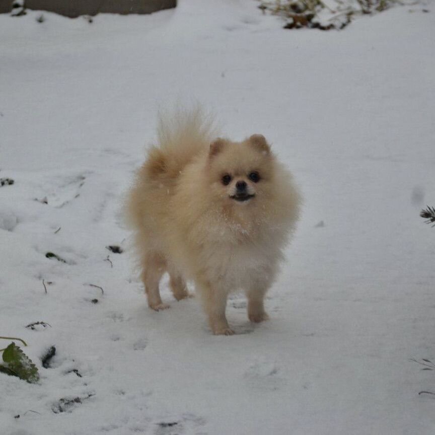 Померанский шпиц мишки кремовый и черный