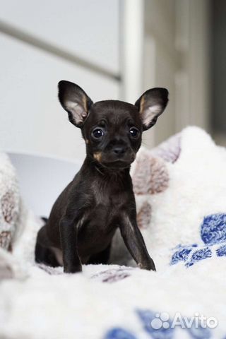 Той-терьер щенки большой выбор