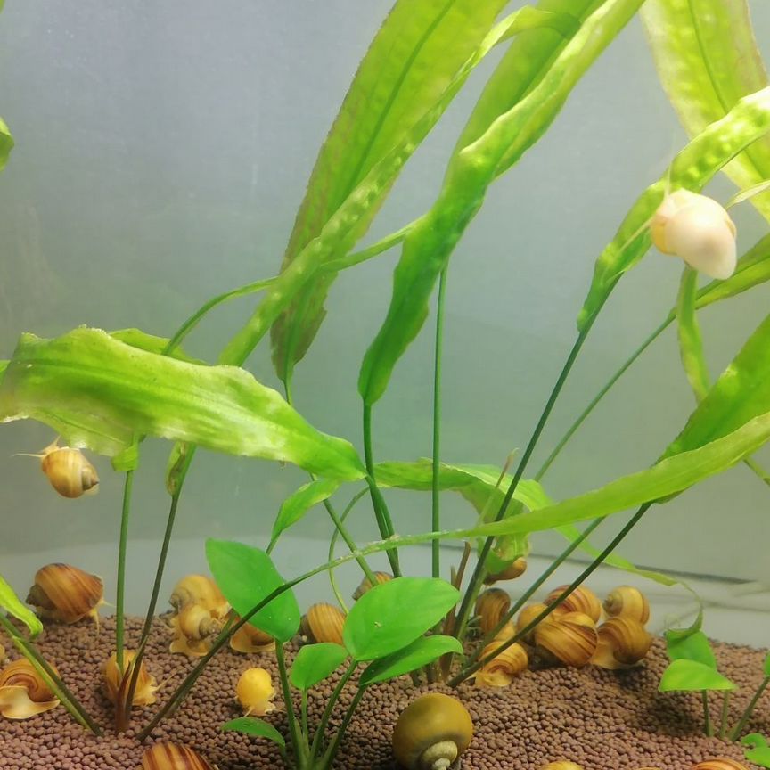 Улитки ампулярии