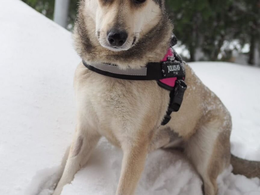 Эту собаку чуть не убили люди
