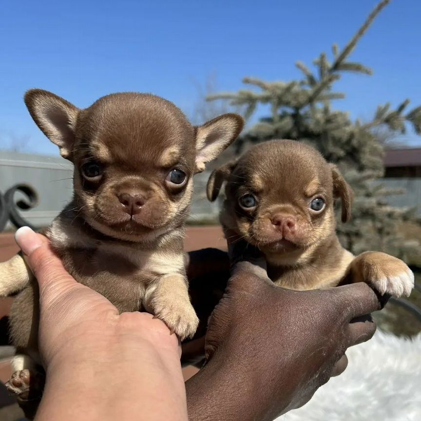 Чихуахуа, щенок