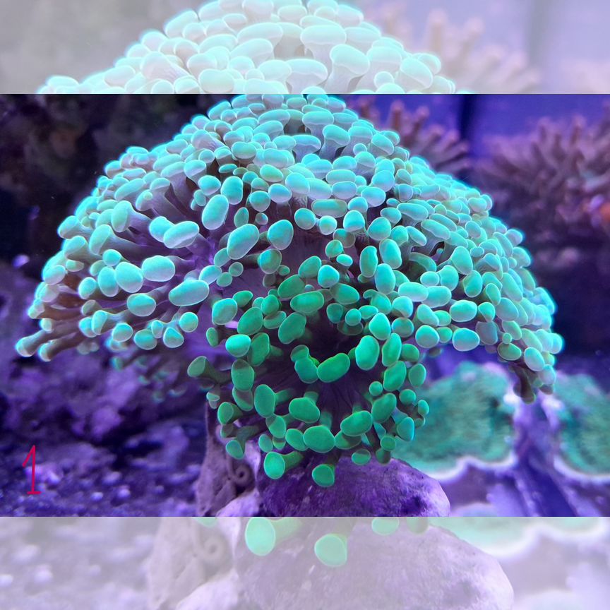 Кораллы в морской аквариум Эуфилия Монтипора Чалис