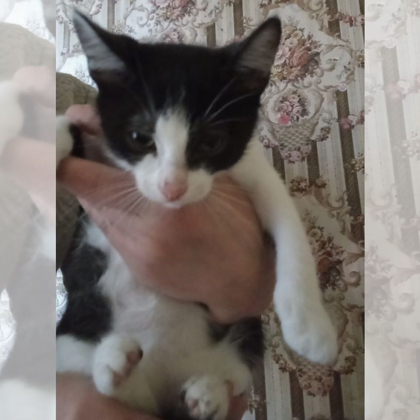 Котёнок мальчик 3 месяца