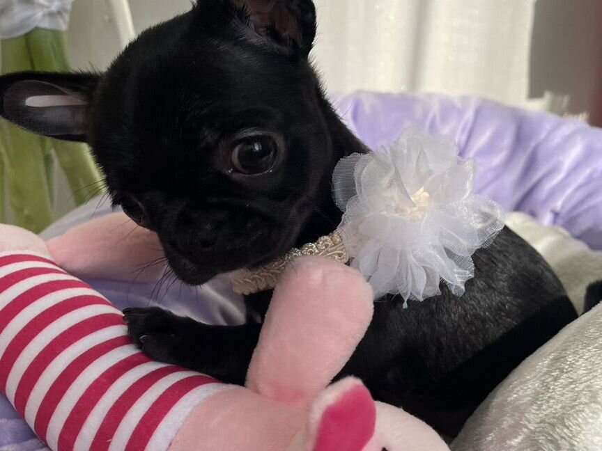 Невероятная курносая куколка Чихуахуа