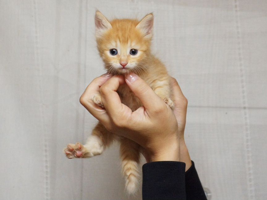 Рыжий котенок, девочка, 1,5 мес
