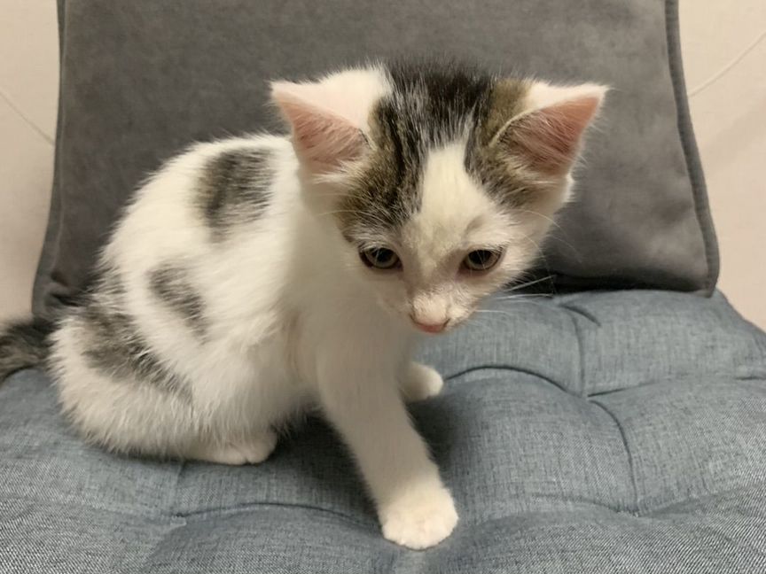 Котенок Гав 2 месяца (мальчик)