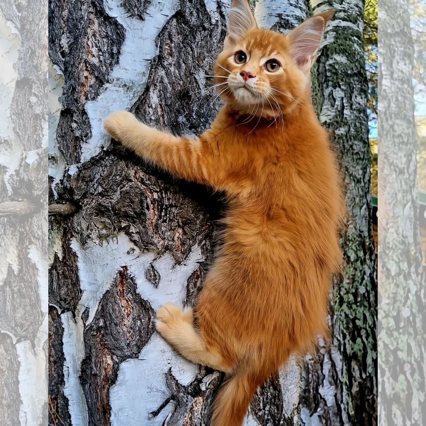 Котята мейн-кун рыжие гиганты