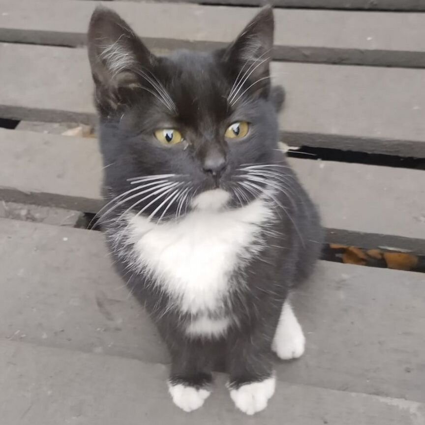 Котёнок в добрые руки