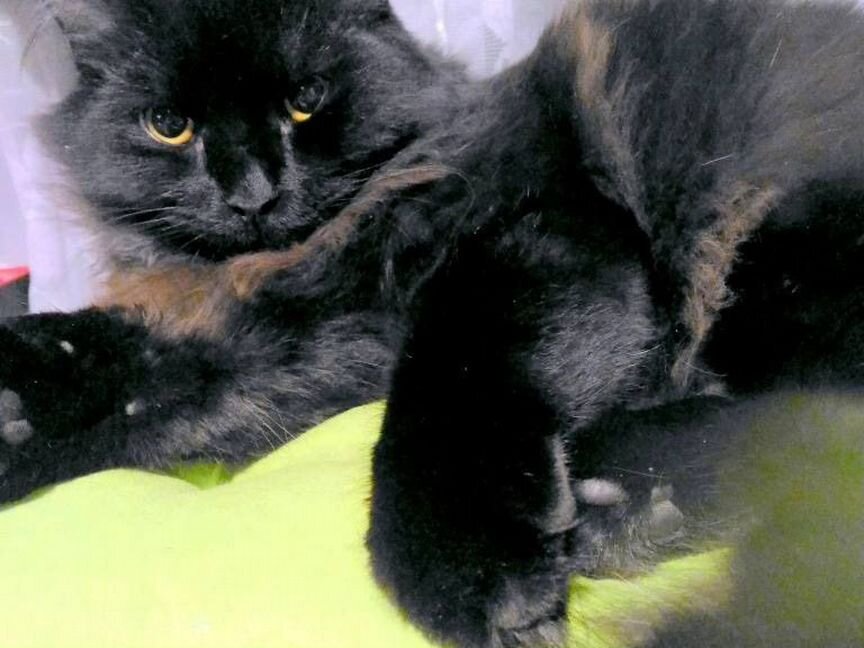 Кот