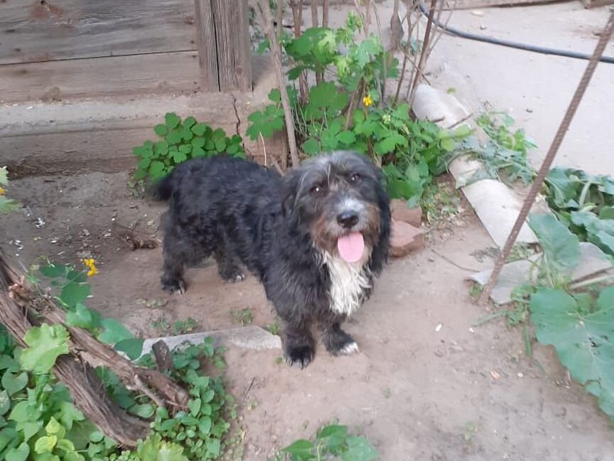 Маленькая собака бесплатно