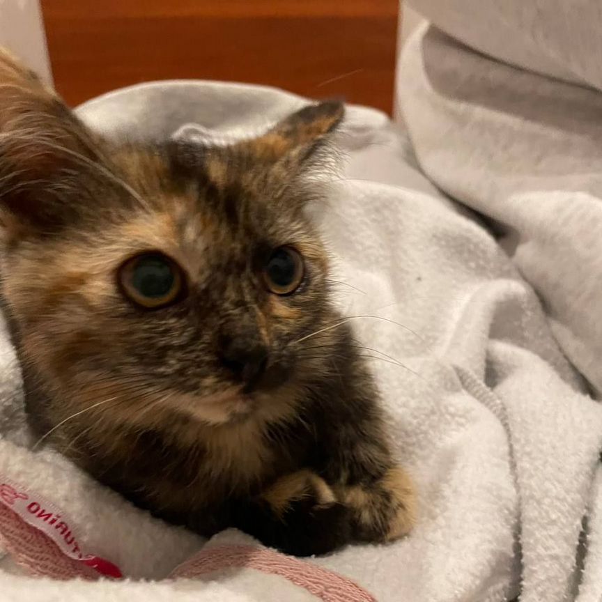 Котята отдам бесплатно