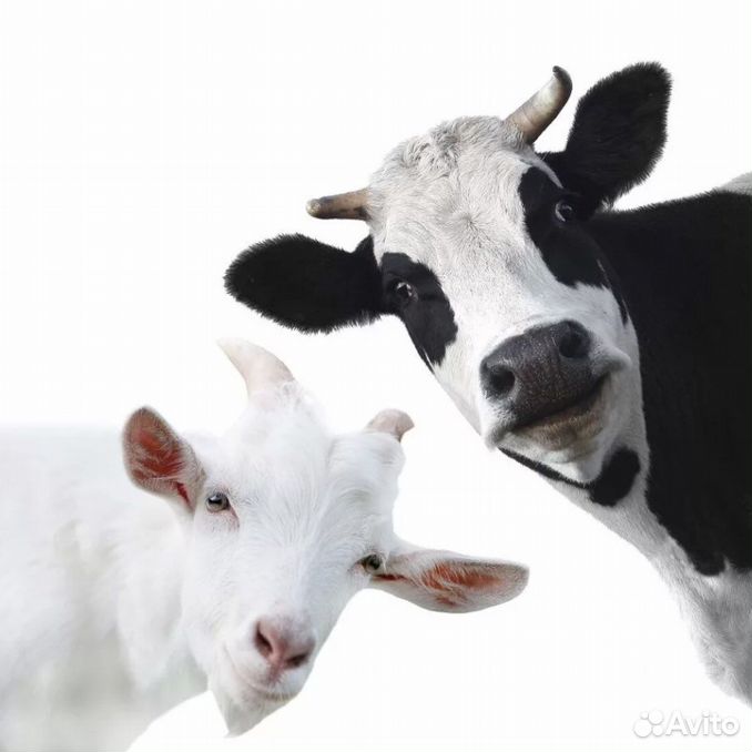 Тёлка и козы