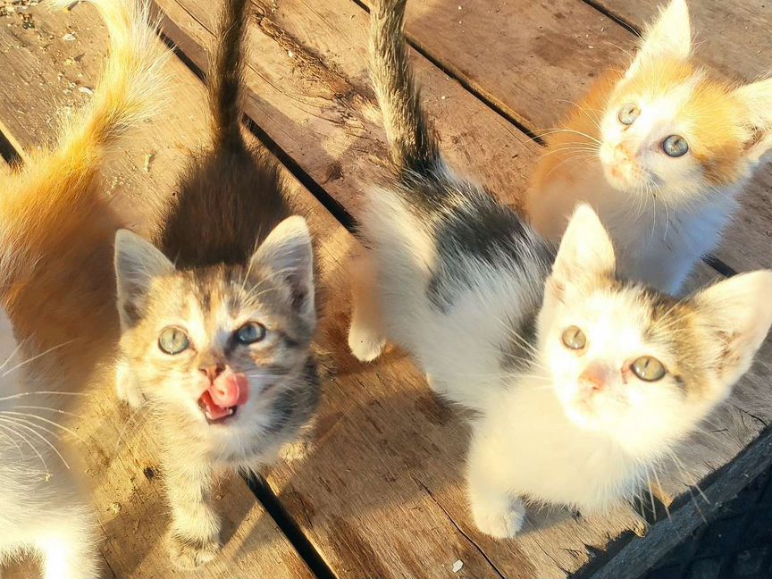 Котята в добрые руки д аром