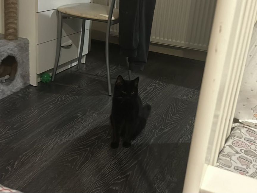 Отдам котенка в добрые руки