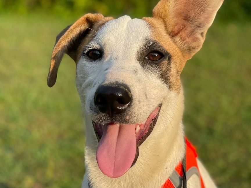 Собака в добрые руки