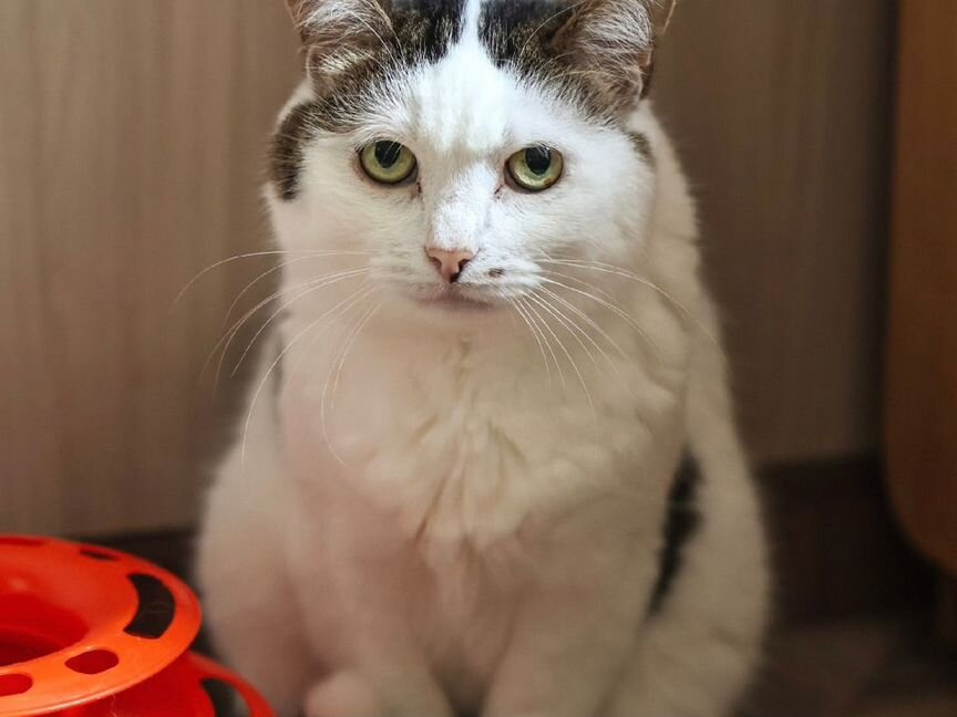 Кот Пончик ищет дом