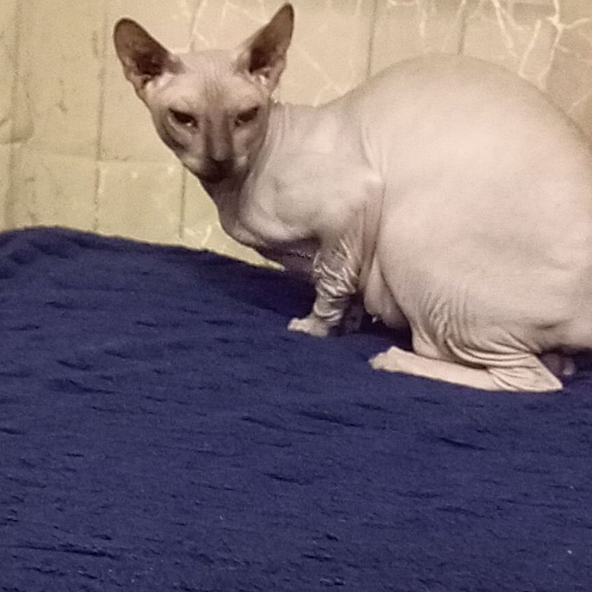 Донской сфинкс, взрослая кошка