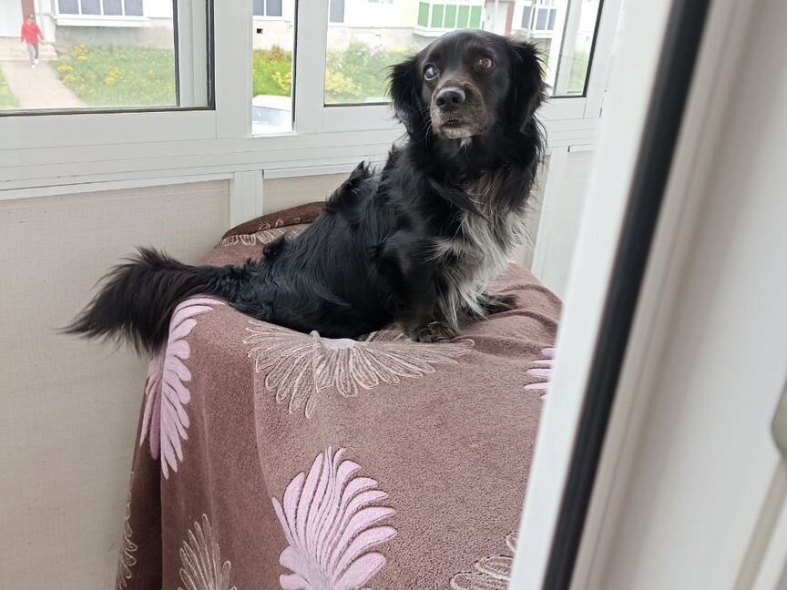 Вязка, Метиз Спаниель, Мажор