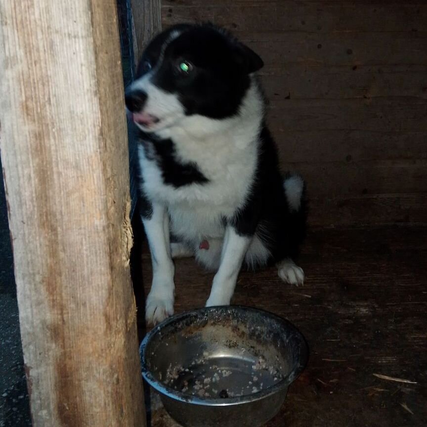 Русско-европейская лайка, щенок