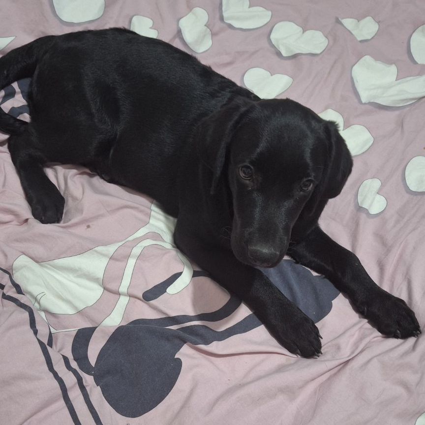 Лабрадор-ретривер, щенок